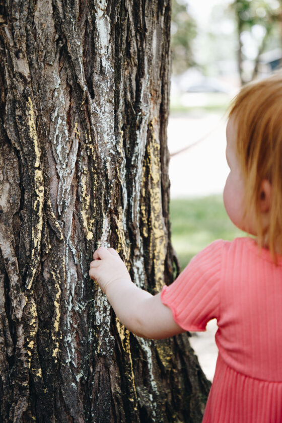 FOR THE TREES: Plan TREE-mendous activities with your kids | News ...